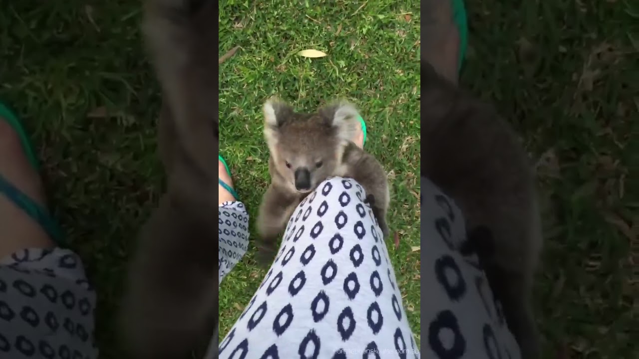 Young Koala Chases Carer and Climbs Her Leg - YouTube
