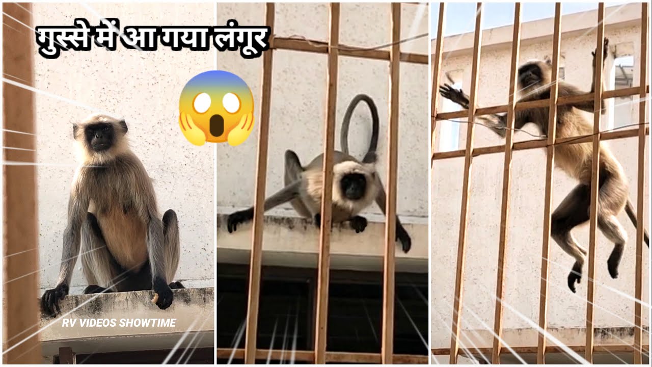 गुस्से में लंगूर, feeding food to Angry Indian Langur, Slow motion monkey jump, funny bandar ...