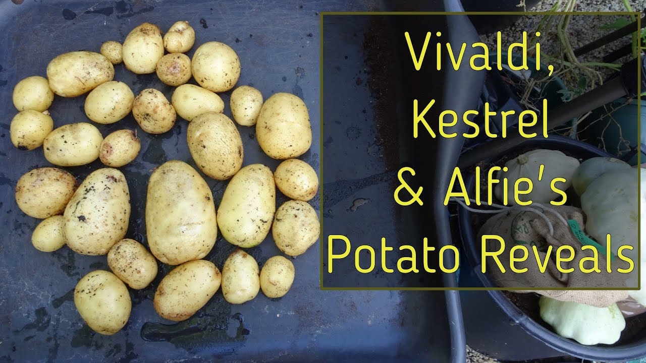 Vivaldi & Kestrel Potato Reveals plus a Guest Reveal from Alfie - YouTube