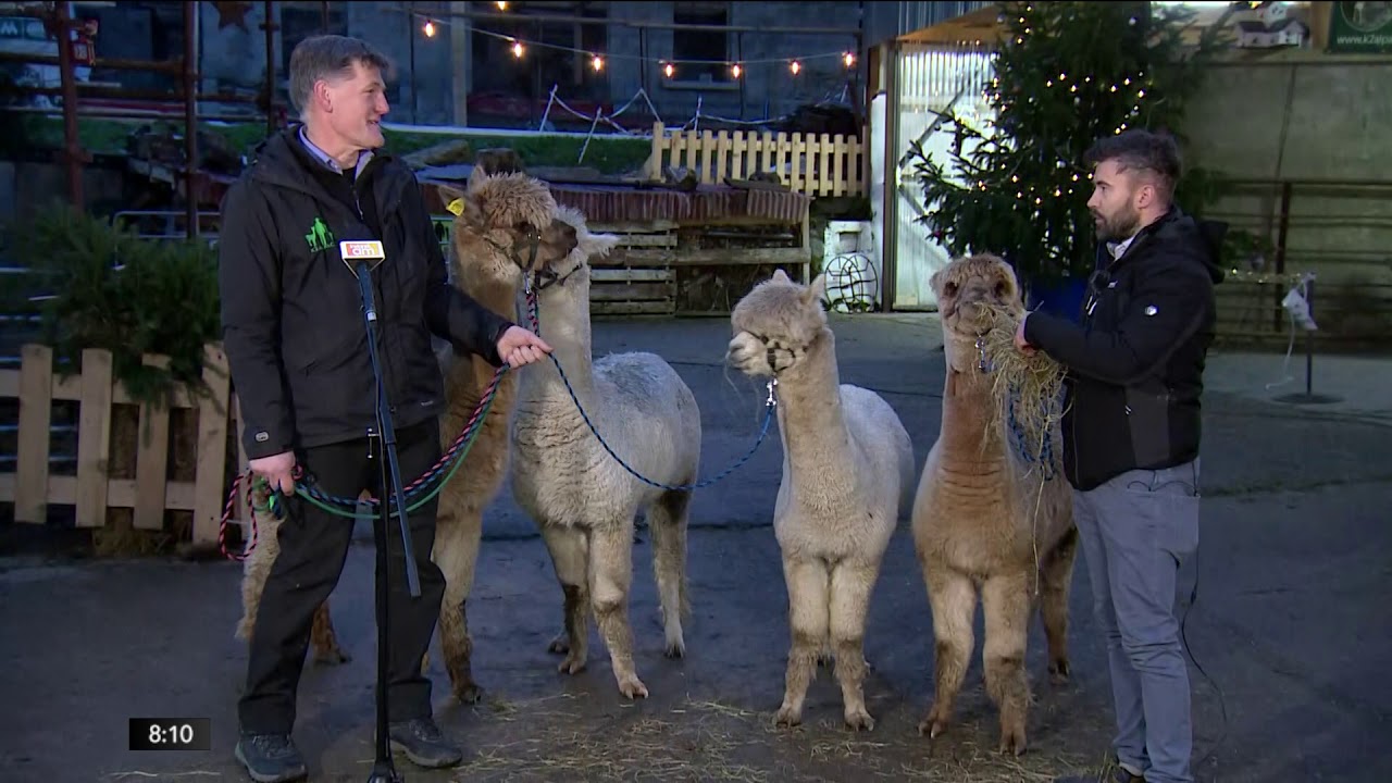 09 12 20 K2 ALPACAS IN WICKLOW - YouTube