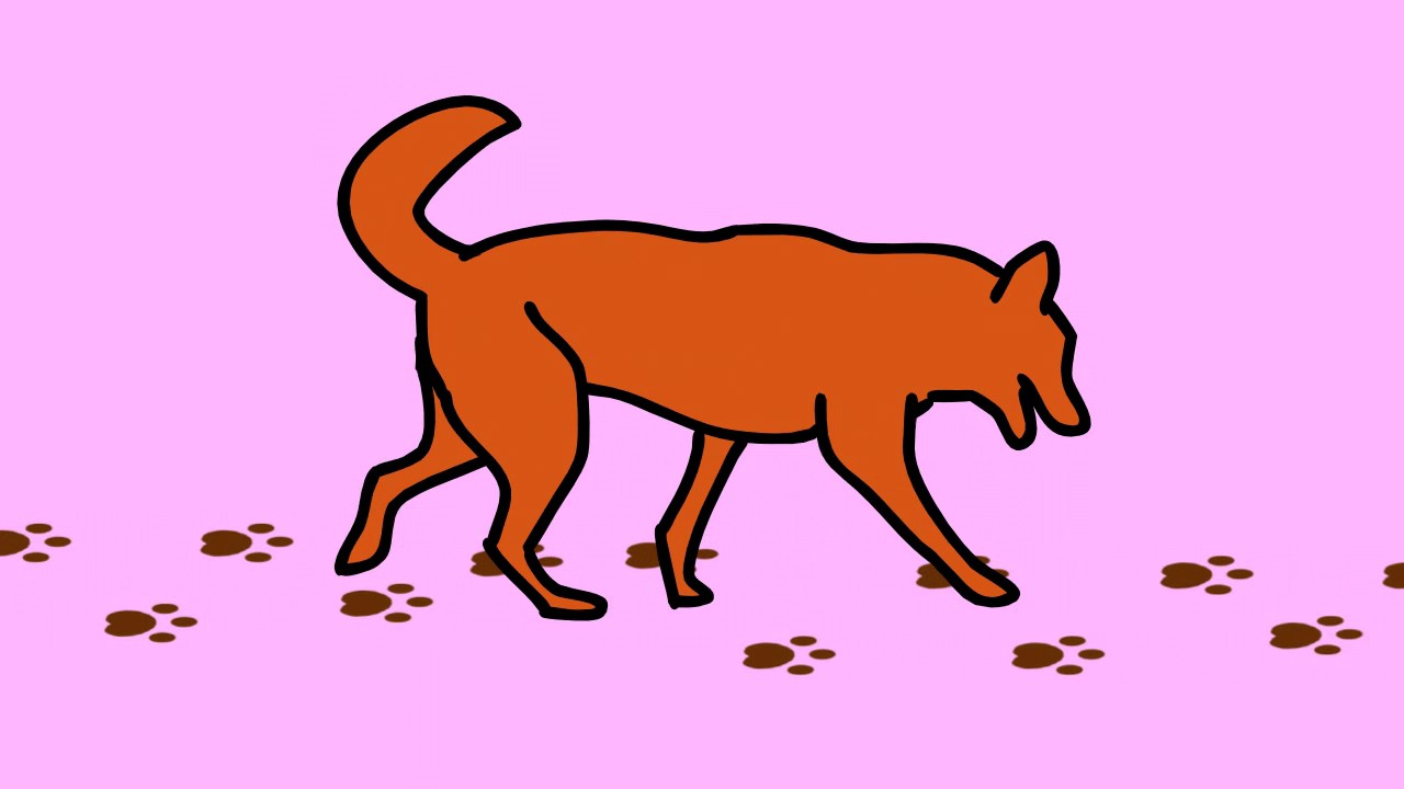 Perro Caminando - YouTube