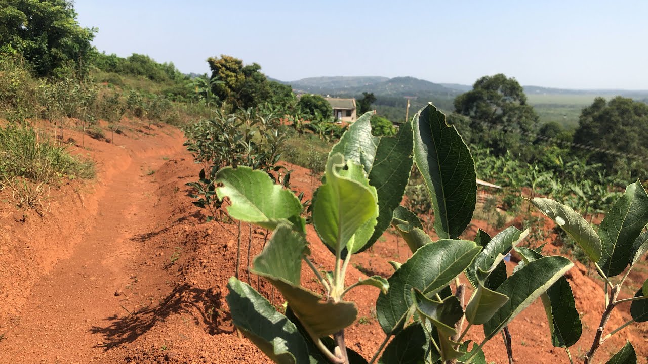 1 year Old Wambugu Apple Trees. Plus 10 Months Old Wambugu Apple Trees ...