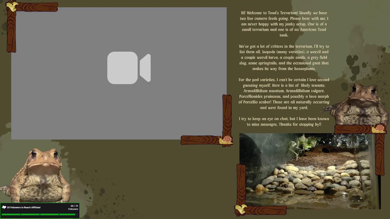 24/7 TOAD AND TERRARIUM CAM // !socials // !tip - YouTube