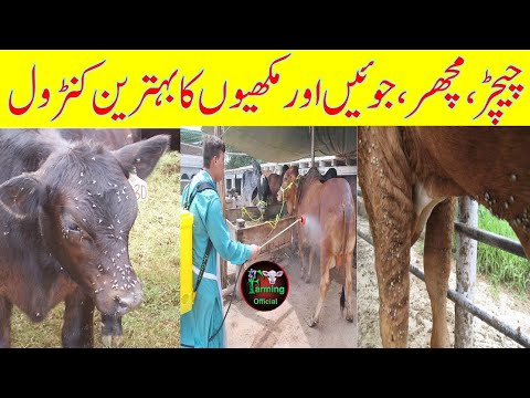 How to Control Ticks, Flies and Mites in Dairy Cows and Buffaloes In ...