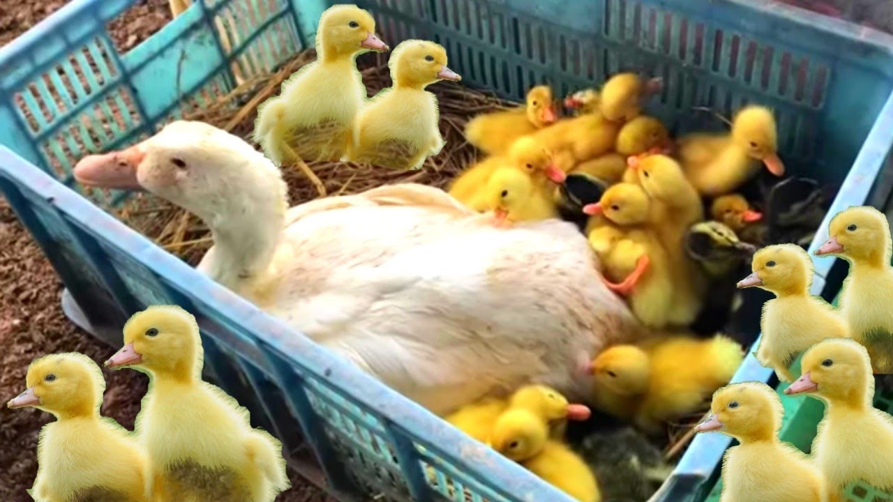 Amazing pekin Duckling Hatching from eggs - New Baby Duck Born - YouTube