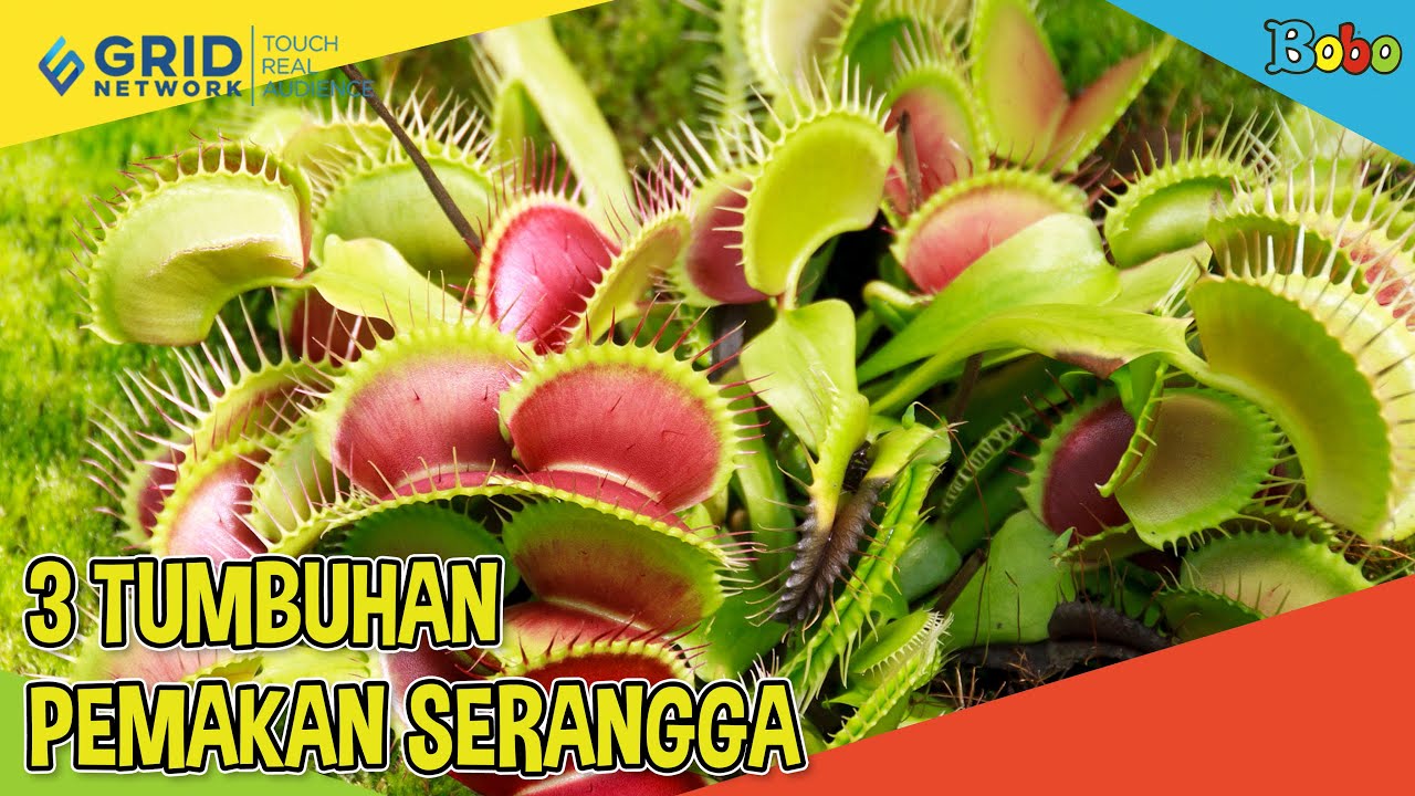 Tumbuhan Pemakan Serangga