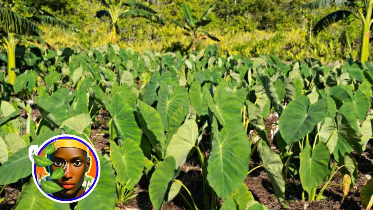 Cultiver le macabo, le secret le mieux gardé de l'agriculture. - YouTube