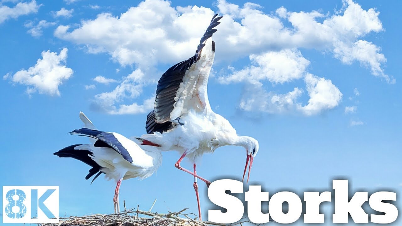 Amazing Stork Birds - 4K Nature Relaxation - Blue Planet -Stork Scenic ...