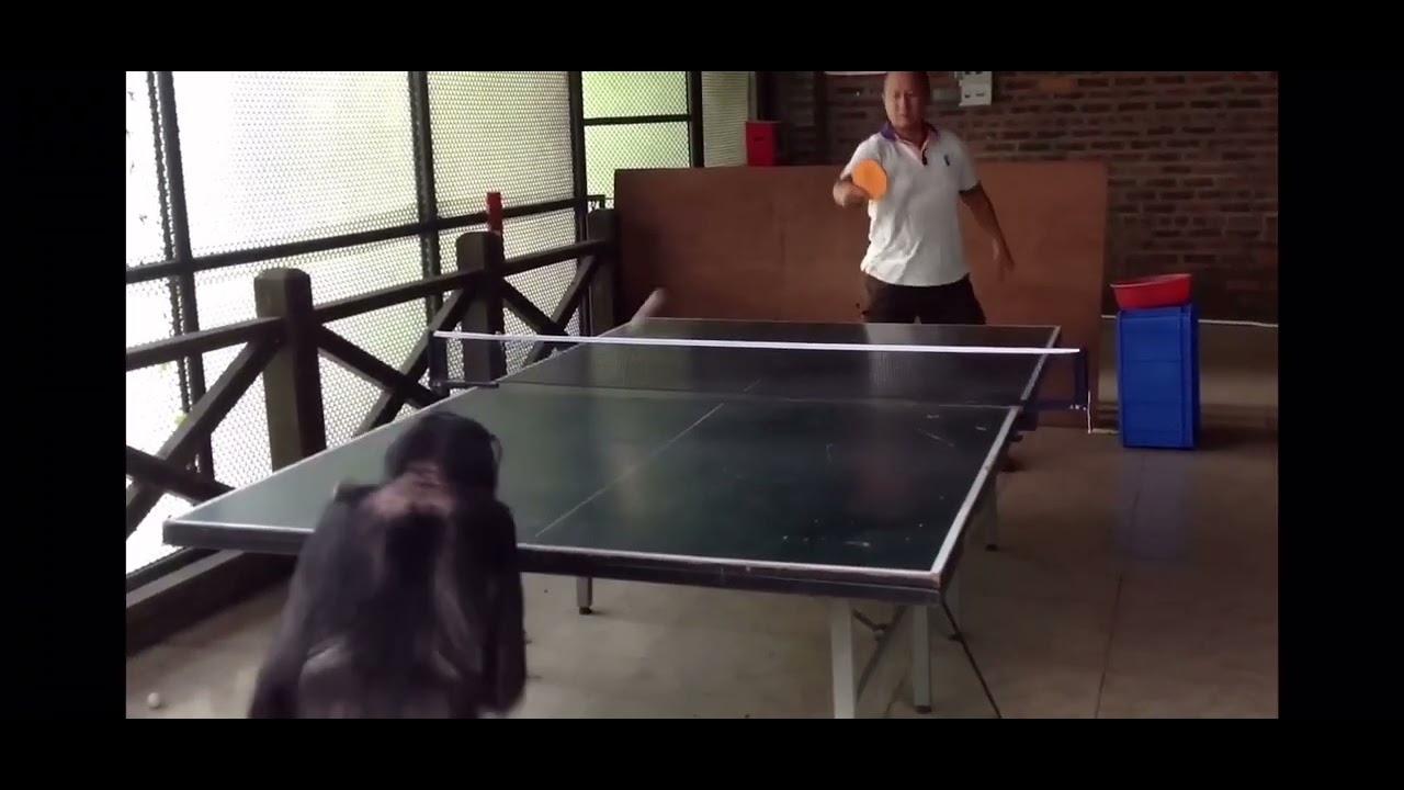 Monkey Playing Ping Pong 1 hour - YouTube