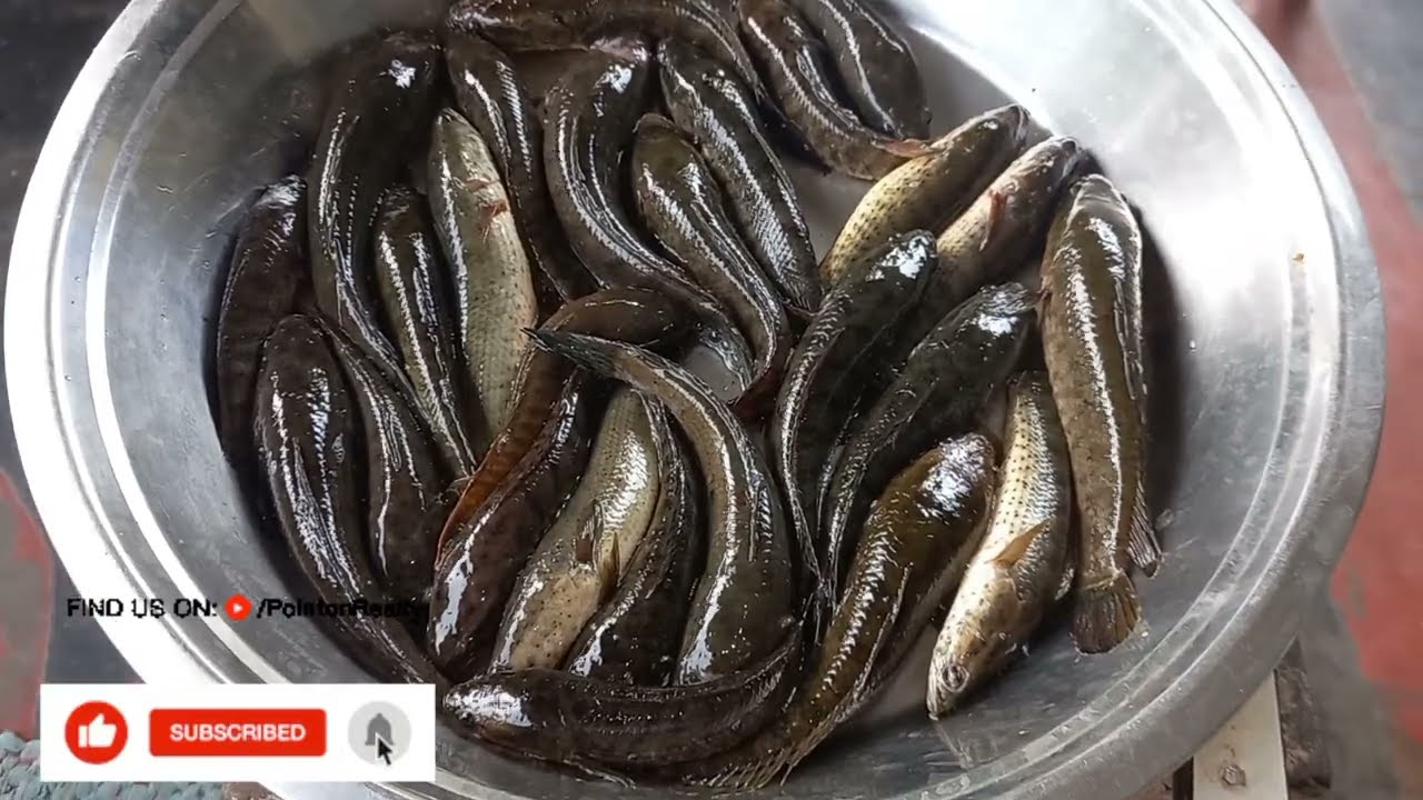 మట్టగిడసలు కొరమేను చేప పిల్లలు కూర వేడి వేడిగా Mattagidasalu koramaenu ...