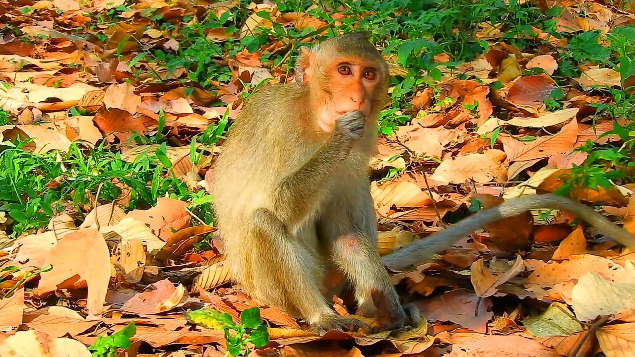 Abandoned Dawn monkey get better & he can eat yummy food very well ...