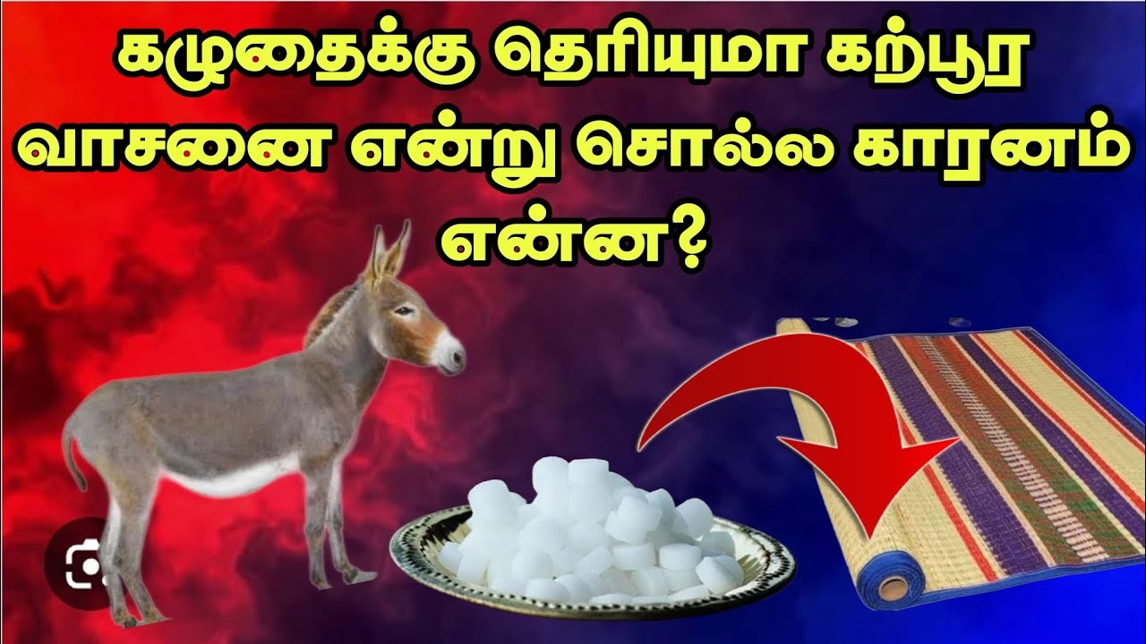 கழுதைக்கு தெரியுமா கற்பூர வாசனை என்று சொல்ல காரனம் என்ன? | Krishmitha ...