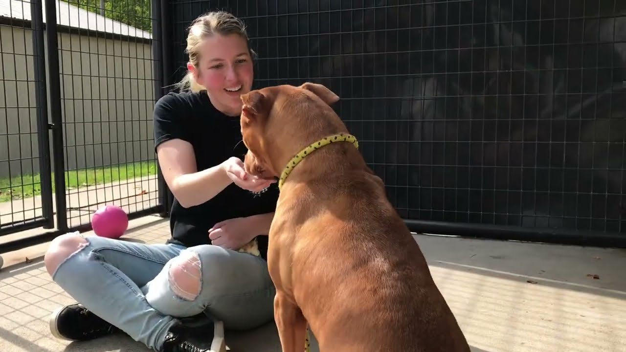 Want to volunteer with Hello Bully? Learn more about our rescue! - YouTube