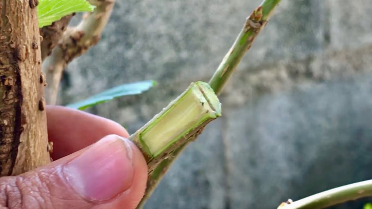 How To Graft |:| Branch Tree 🌳 With Branch tree Cut Peel || Put On ...