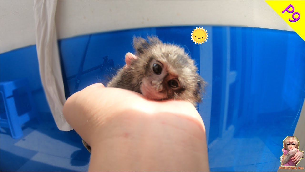 🙈Marmoset Monkey Ti P9 SunBathing with (Smallest Monkey in the world) 😍 ...