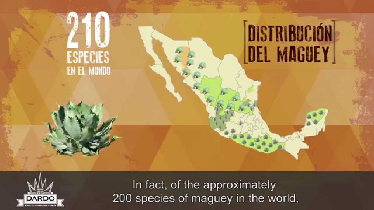 La producción del Mezcal y los destilados de agave - YouTube