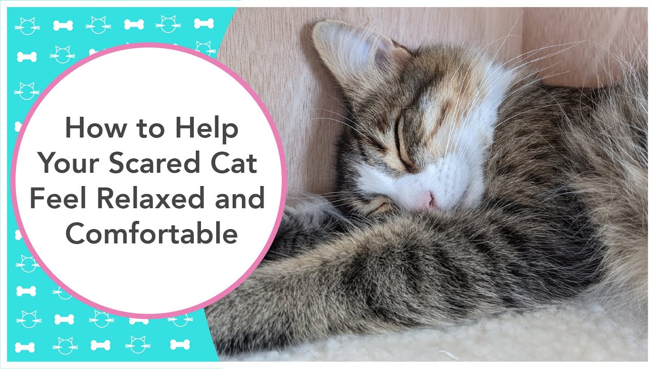 How to Help Your Scared Cat Feel Relaxed and Comfortable - YouTube