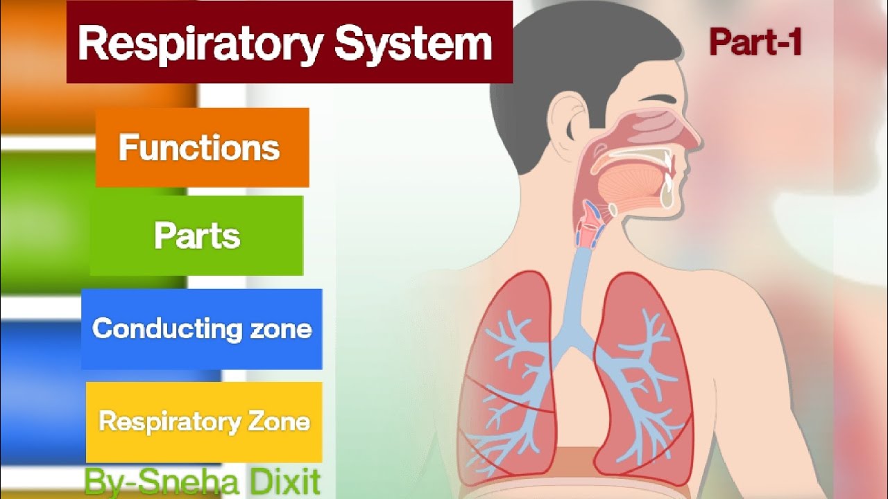 Respiratory System!! Functions!! Parts!!Zones!! Part-1!! - YouTube