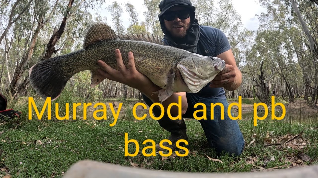 Murray cod!! Pb bass!! - YouTube