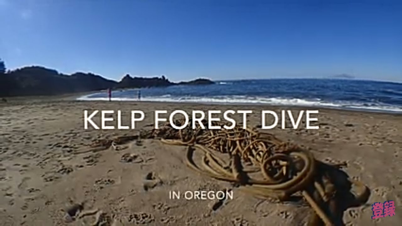 Kelp Forest diving in Oregon. - YouTube
