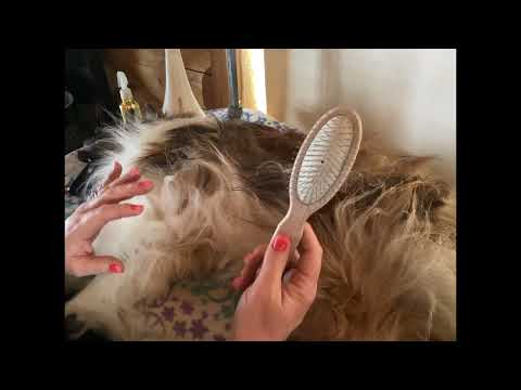Grooming Shelties: Line brushing Part 1 - YouTube