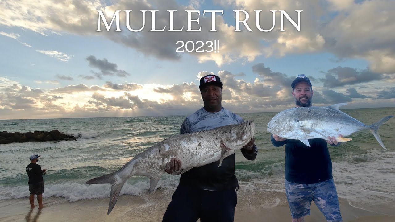 MULLET RUN 2023! big ol TARPON and JACKS! incredible migration to SOUTH ...