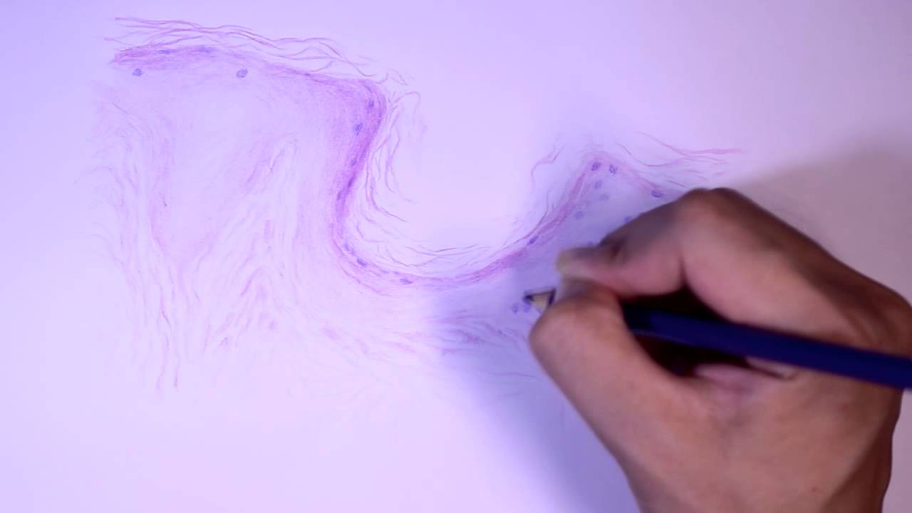 Medical Illustration in The Making - Thin Skin Section (Histology ...