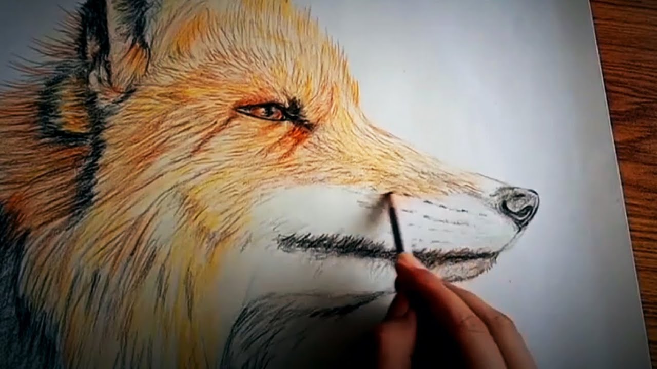 Let's Draw a Fox | Colored Pencil Drawing | Water Color Pencil - YouTube