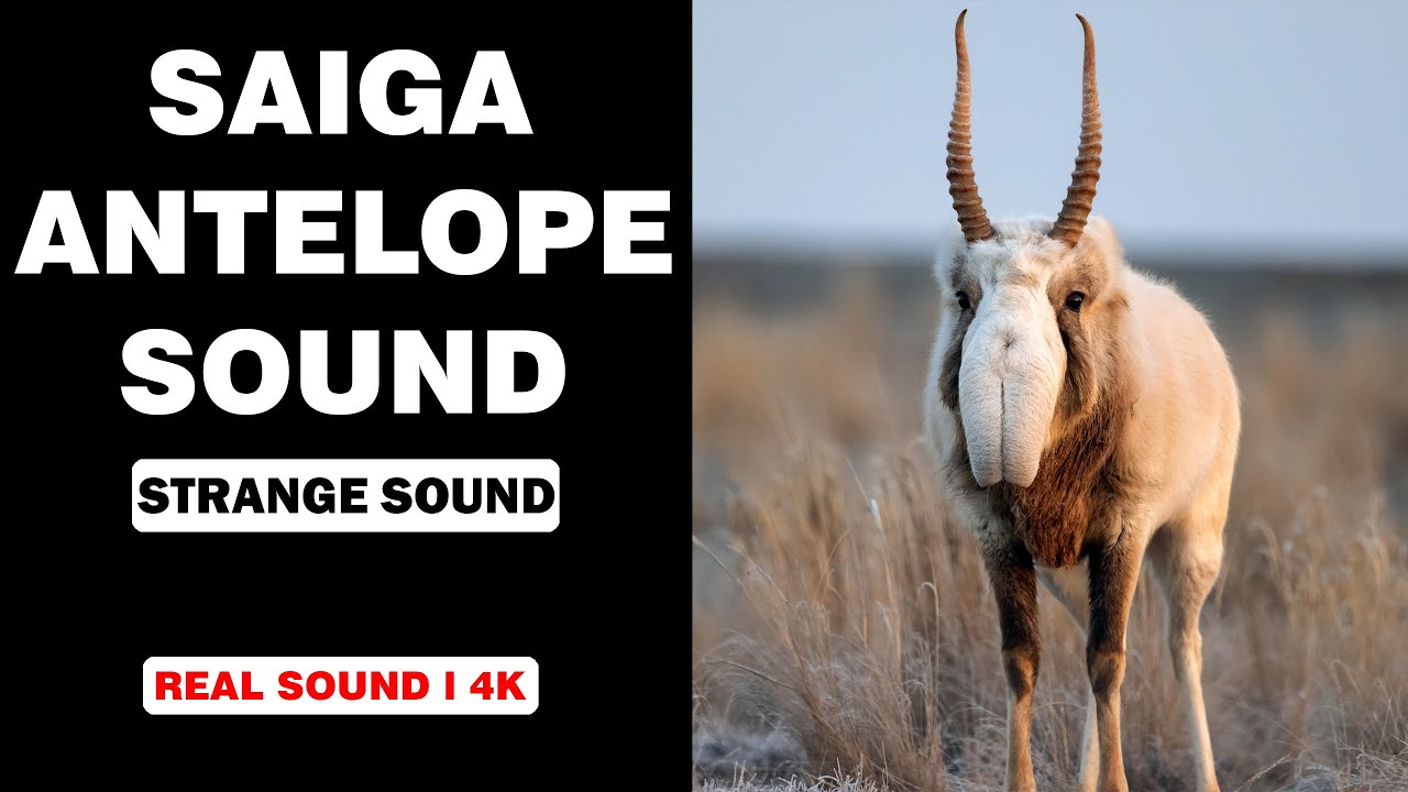 🔊 Real Saiga Antelope Sounds | Mighty Nose | High-Quality 4K 🦌 - YouTube