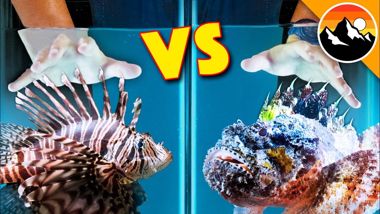 STUNG Twice Scorpion Fish Vs Lionfish YouTube