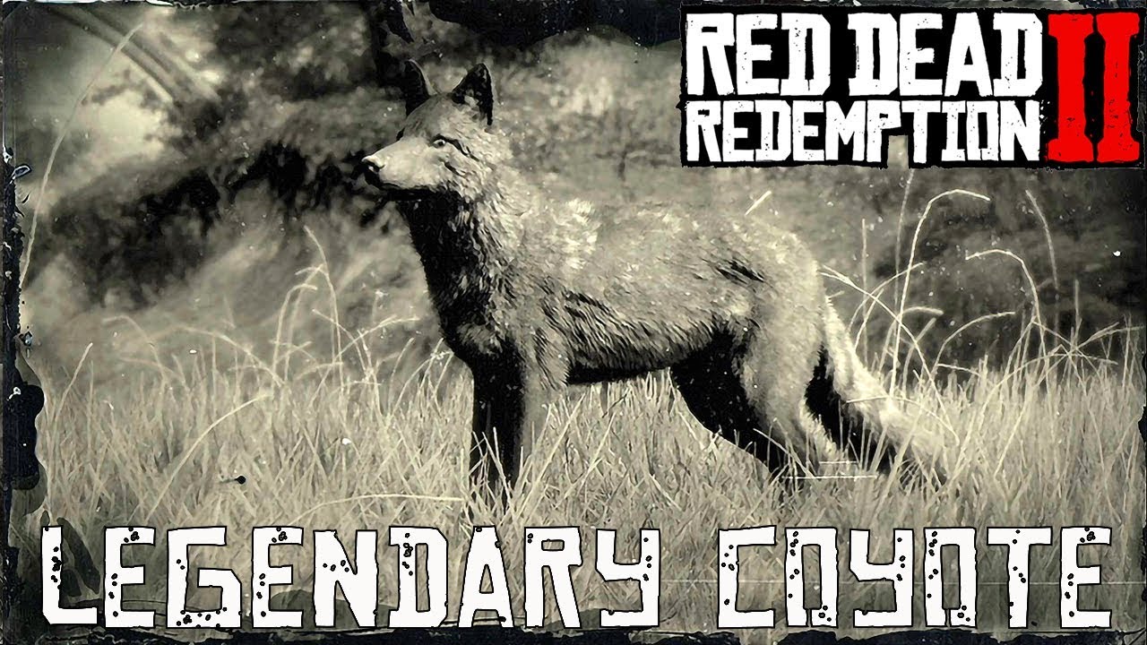 Red Dead Redemption 2 - Legendary Coyote - YouTube