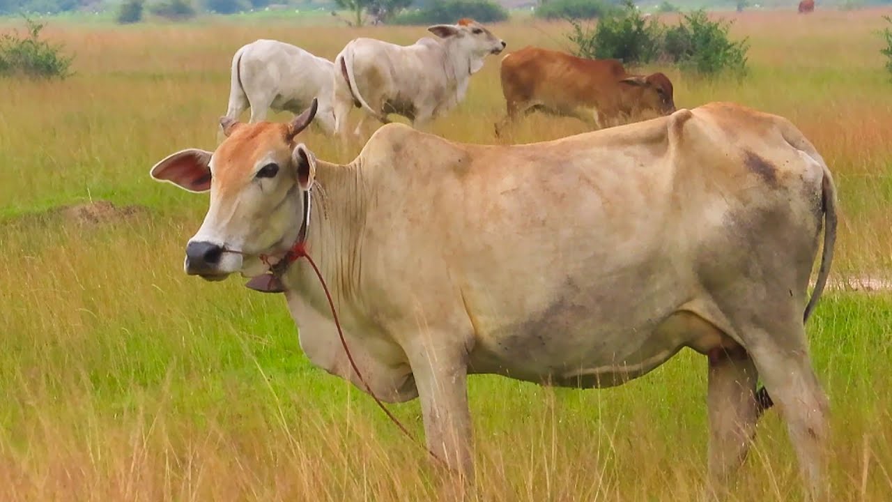 Beautiful pastures for cattle grazing across the country - YouTube