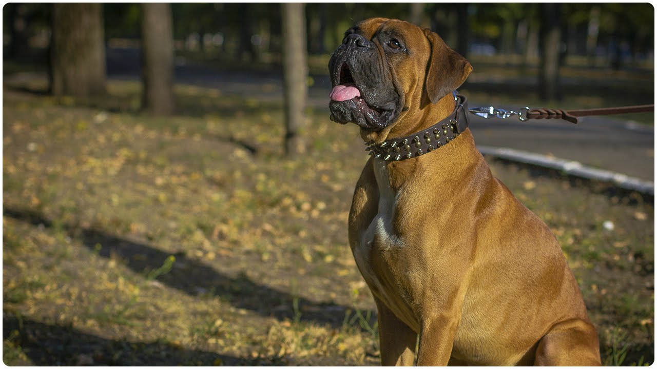 Boxer dog walking in Spiked and Studded Leather Dog Collar - YouTube