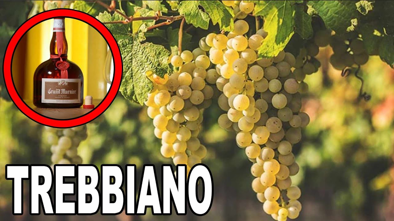 Trebbiano Facts in 2 Minutes or Less | Re:Wine w/bschwitty - YouTube