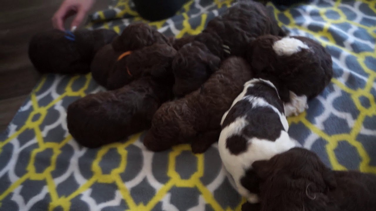 Stella's Chocolate & Parti Australian Labradoodles Playtime - YouTube