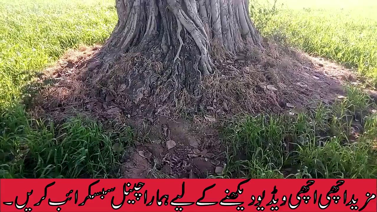 A Visit to a old historical tree. - YouTube