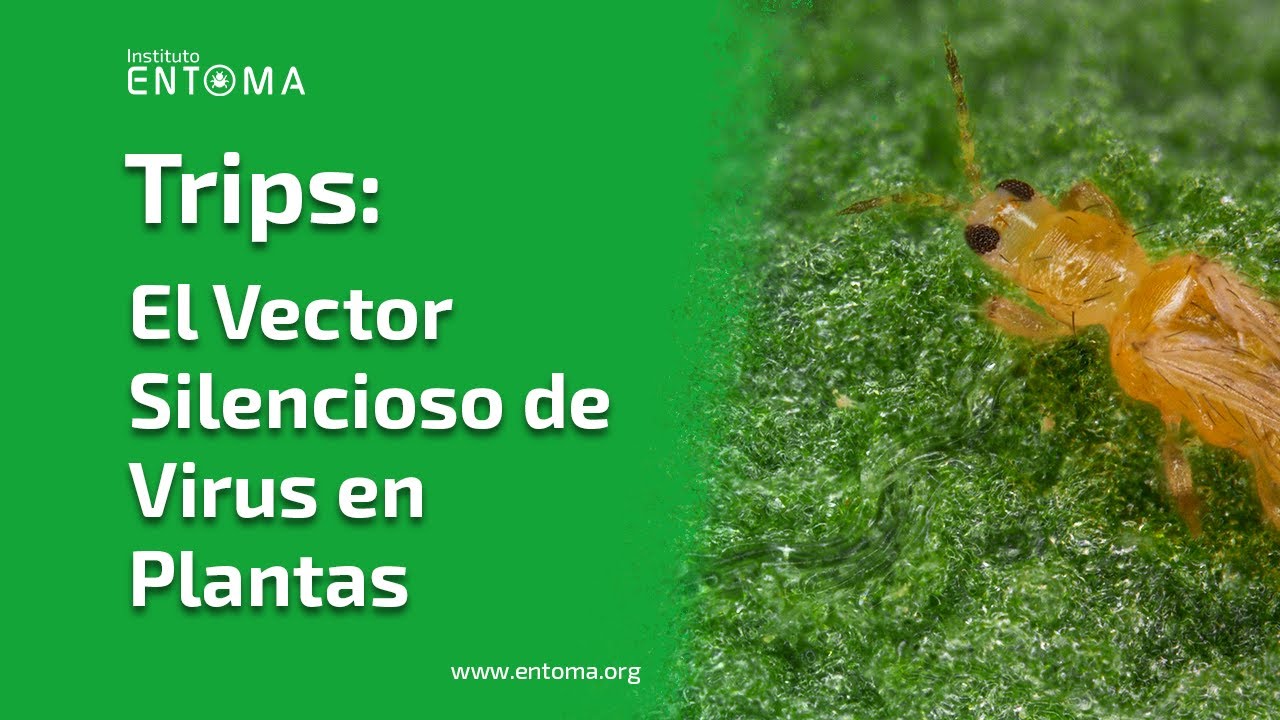 👨🏻‍🏫 Conoce como manejar los TRIPS plaga en cultivos - YouTube