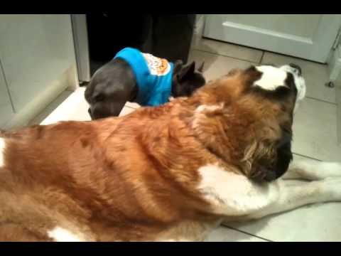 vlc record 2015 07 13 17h07m38s vlc record 2015 07 13 16h51m27s video 2014 05 05 21 46 27 mp4  mp4