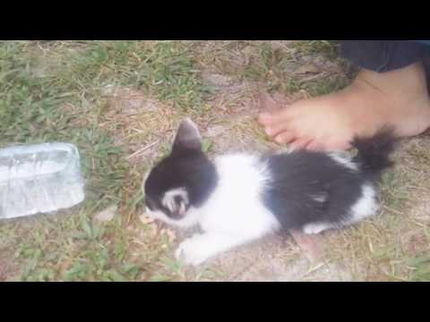 Despacito challenge cats