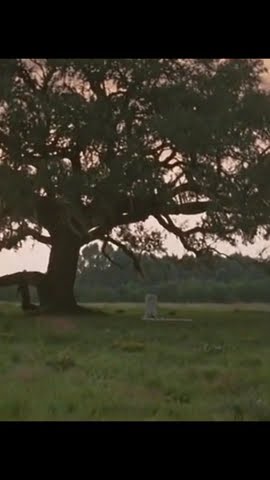 Short: The best scene of Forrest Gump_clip_005 - YouTube