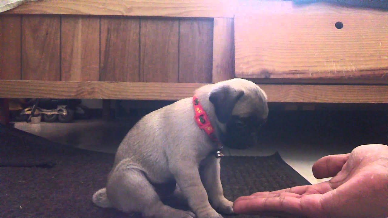 Pug cachorra dando la patita - YouTube