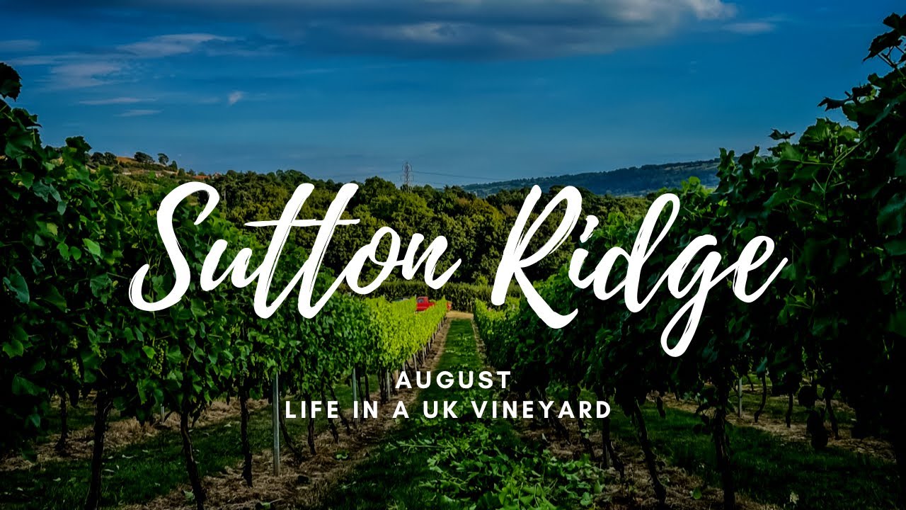 Sutton Ridge Vineyard August Update - Hunter Gatherer Cooking HGC - YouTube