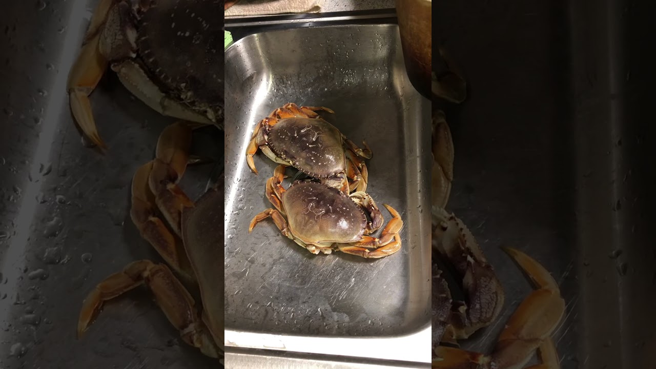 Live crab kill 🦀 | seafood 🦞 | boiling crab - YouTube