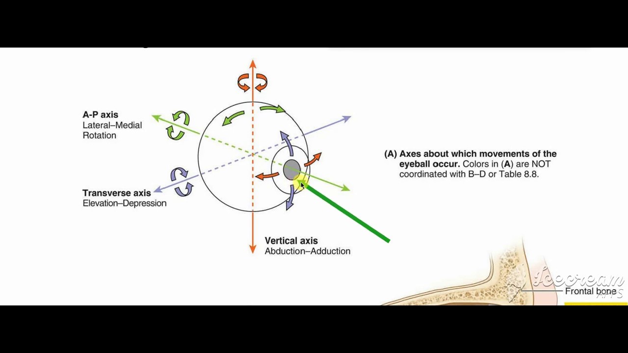 Eye ball axes - YouTube