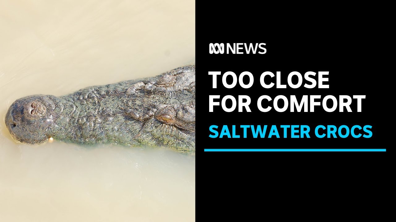 Why are 'salties' nesting closer to Darwin? | Part 1 Saltwater ...