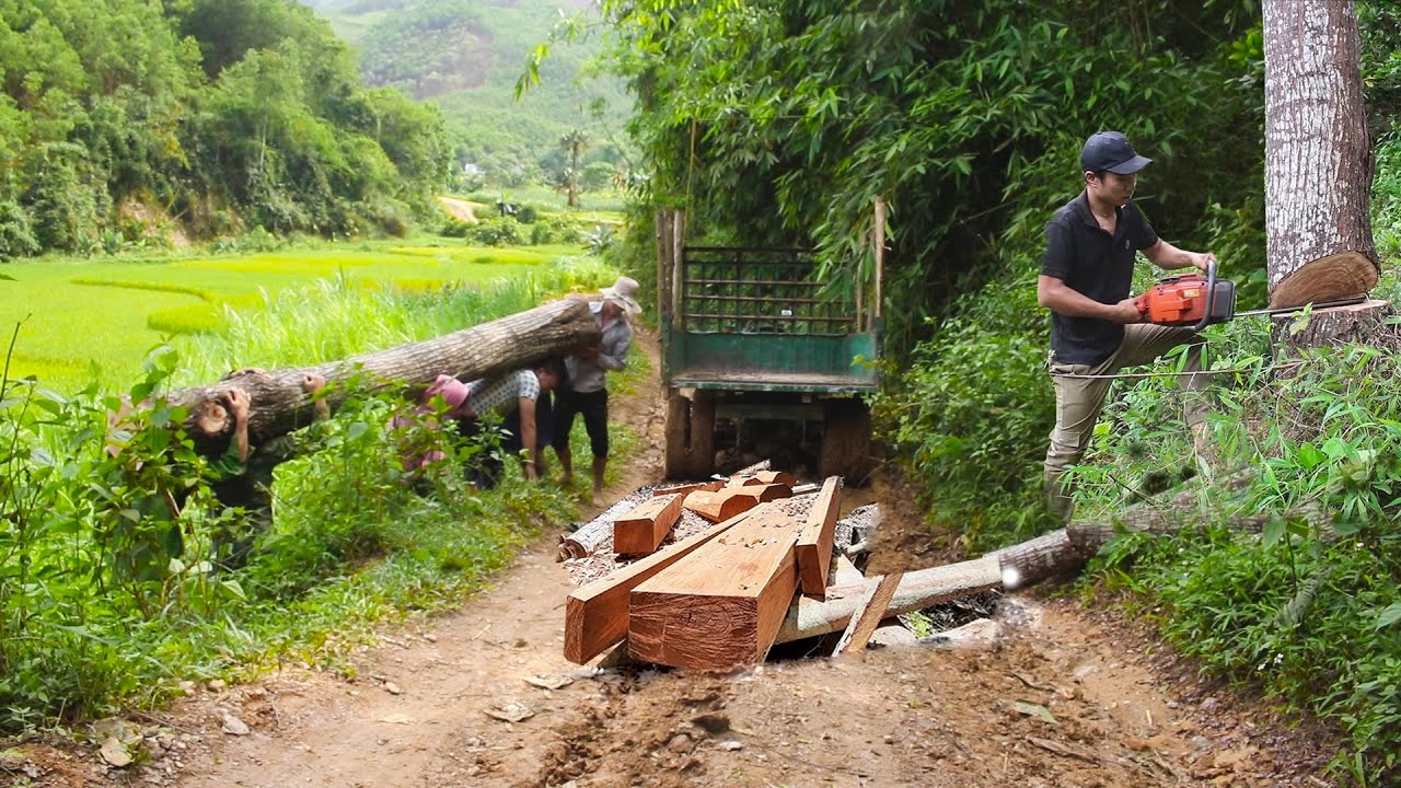 The journey of cutting trees for wood - BUILD LOG CABIN in the farm ...