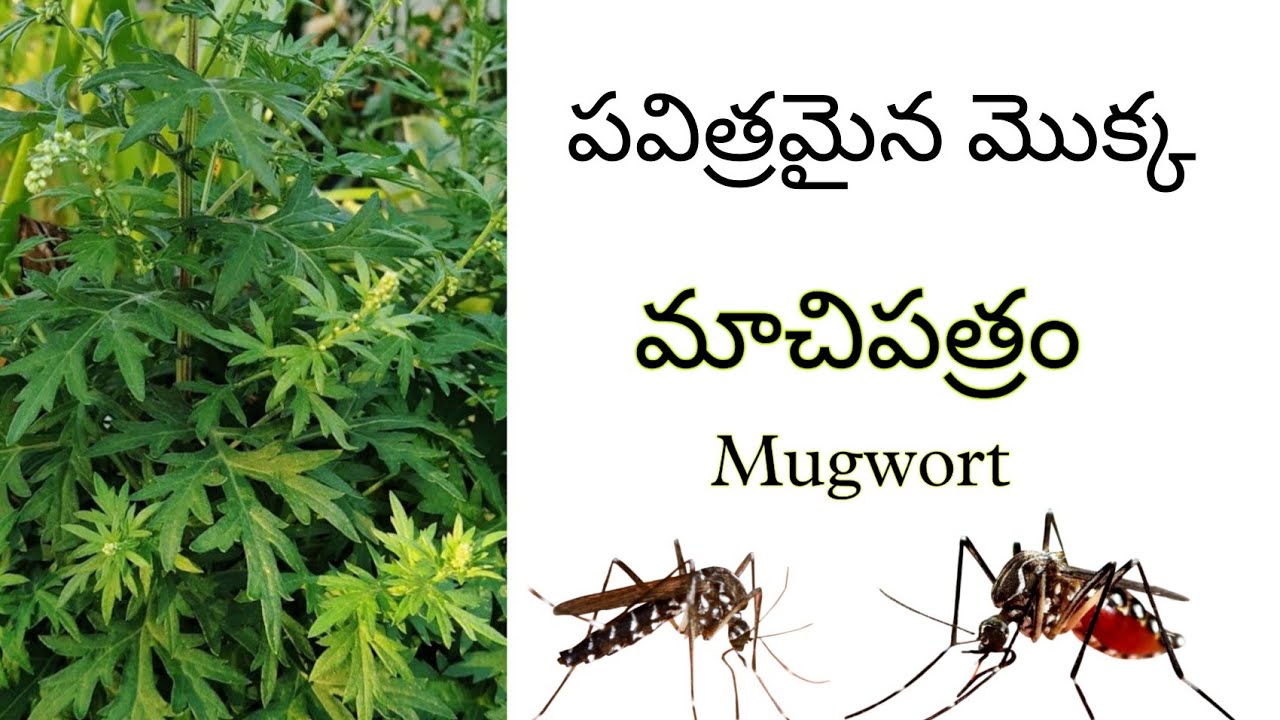 Machi patram uses in telugu || మాచి పత్రం || mugwort || health benifits ...
