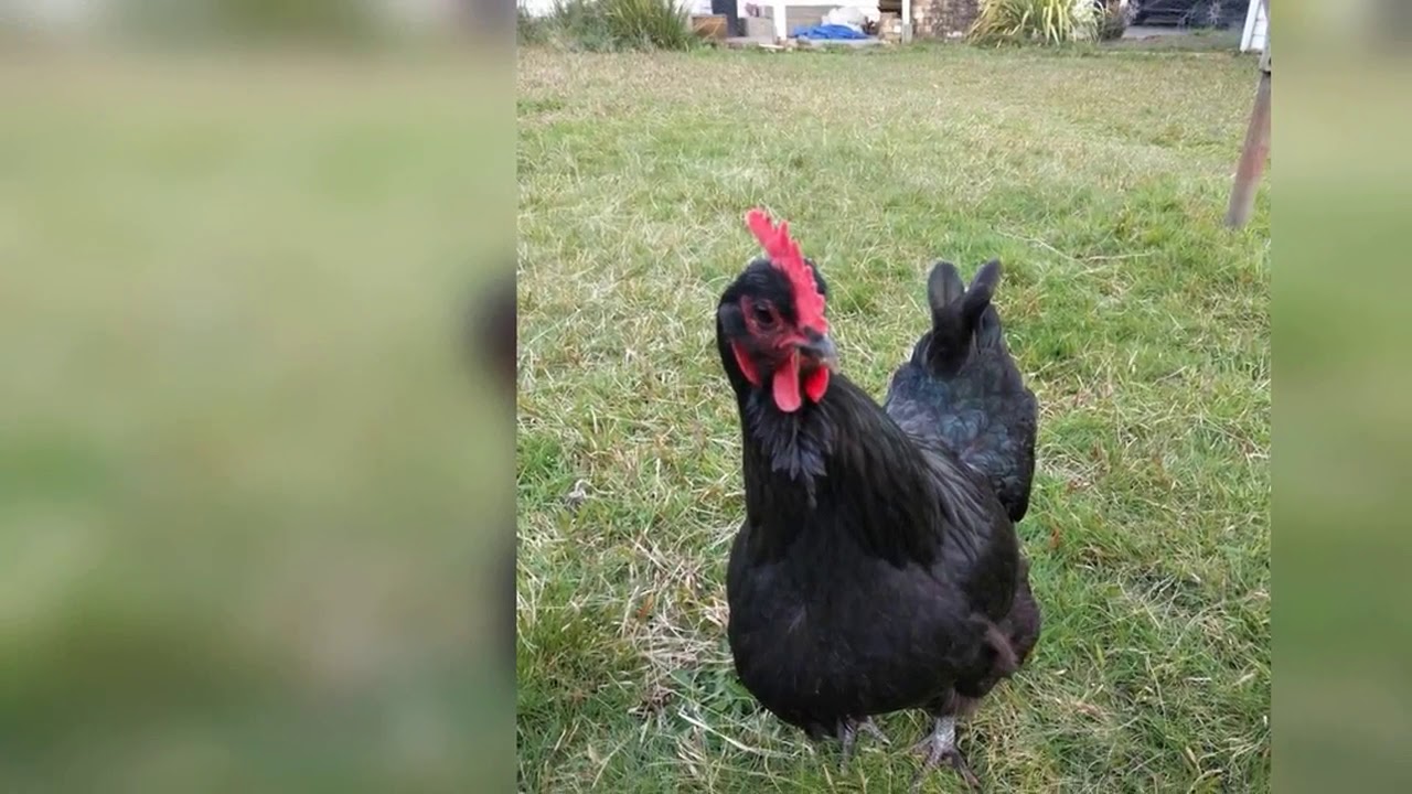 Chicken Squawking - YouTube