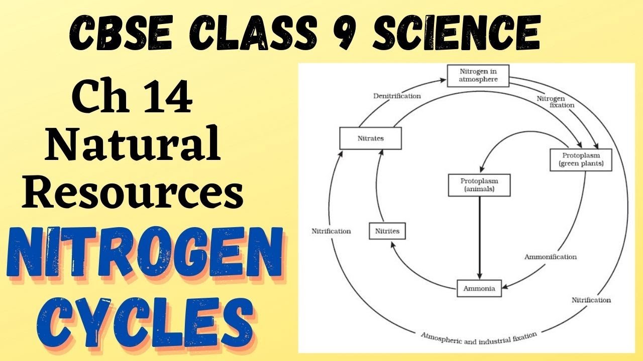 Nitrogen Cycle - Biogeochemical Cycle | CBSE Class 9 Science Ch 14 ...