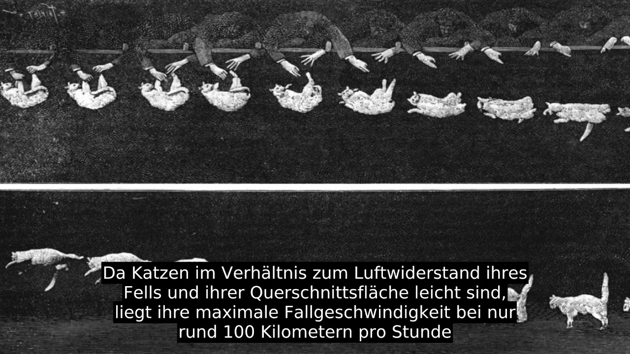 Stellreflex Der Katze - YouTube